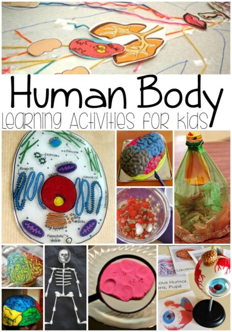 Human Body Learning Activities for Kids - CT Afterschool Network